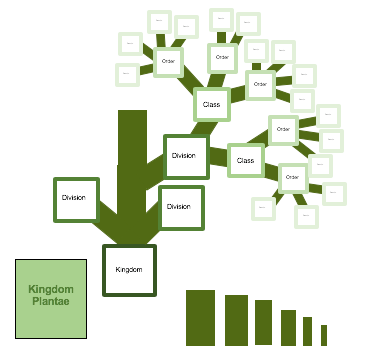 Kingdom Plantae Chart